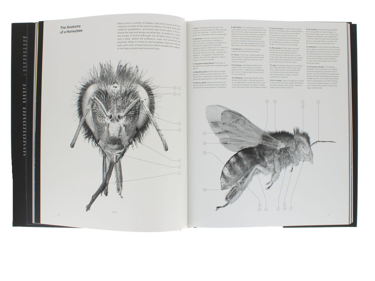 What the Bees See | National Museums Liverpool Shop